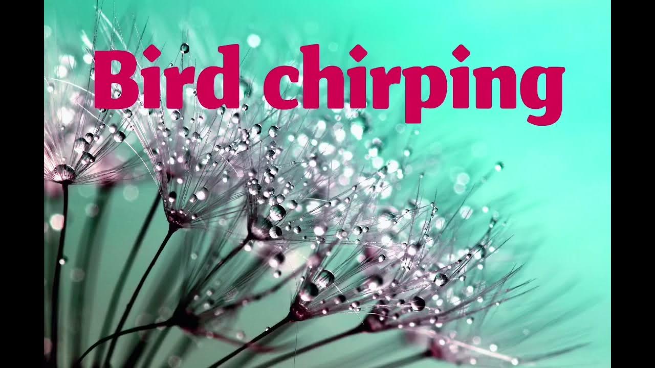 Bird chirping (sound effect) - YouTube