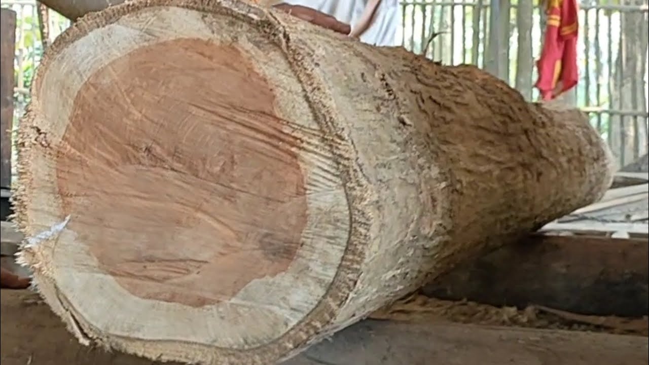 Lurus bulat telur galih kayu jati kampung proses penggergajian kayu ...