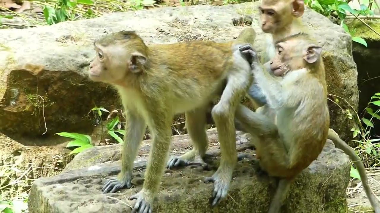 These monkeys love each other so much - YouTube