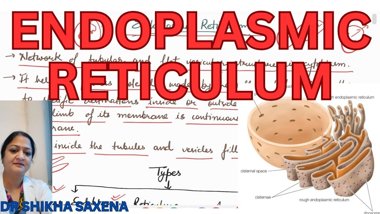 Endoplasmic Reticulum- structure, functions, types - YouTube