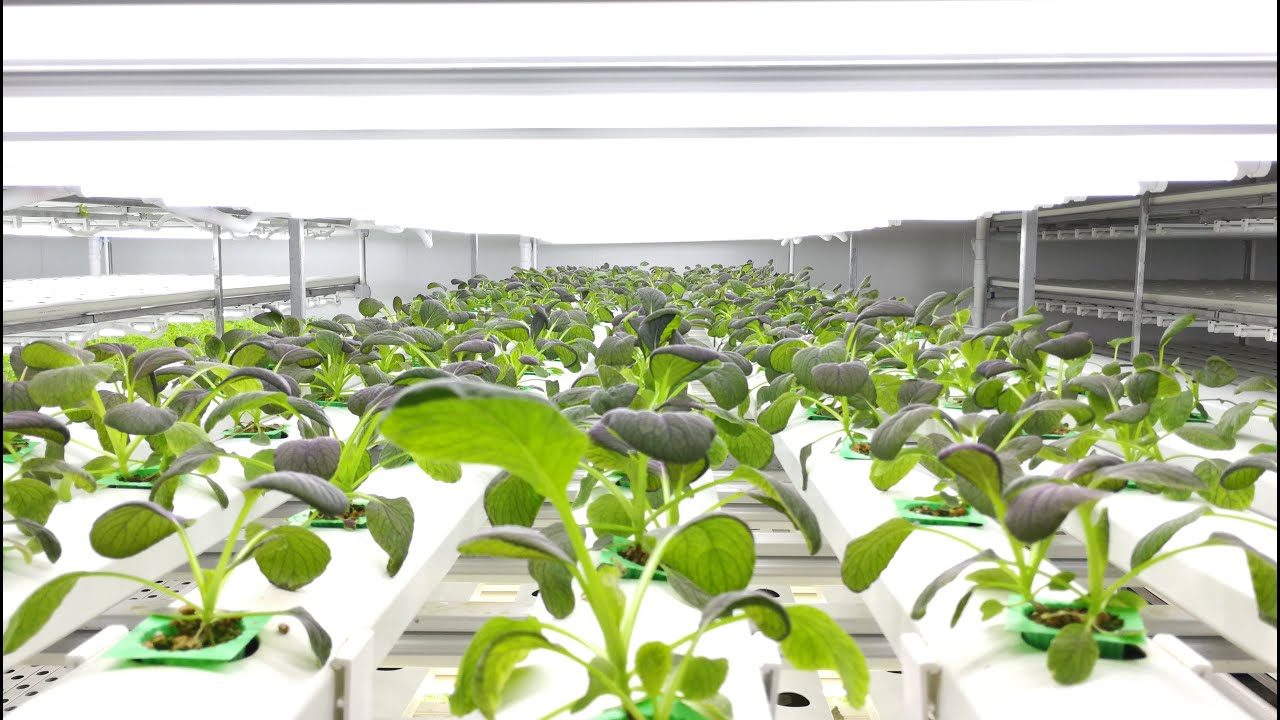 Plant Factory Solutions by MARS ONE owner brand Wangree Fresh - YouTube