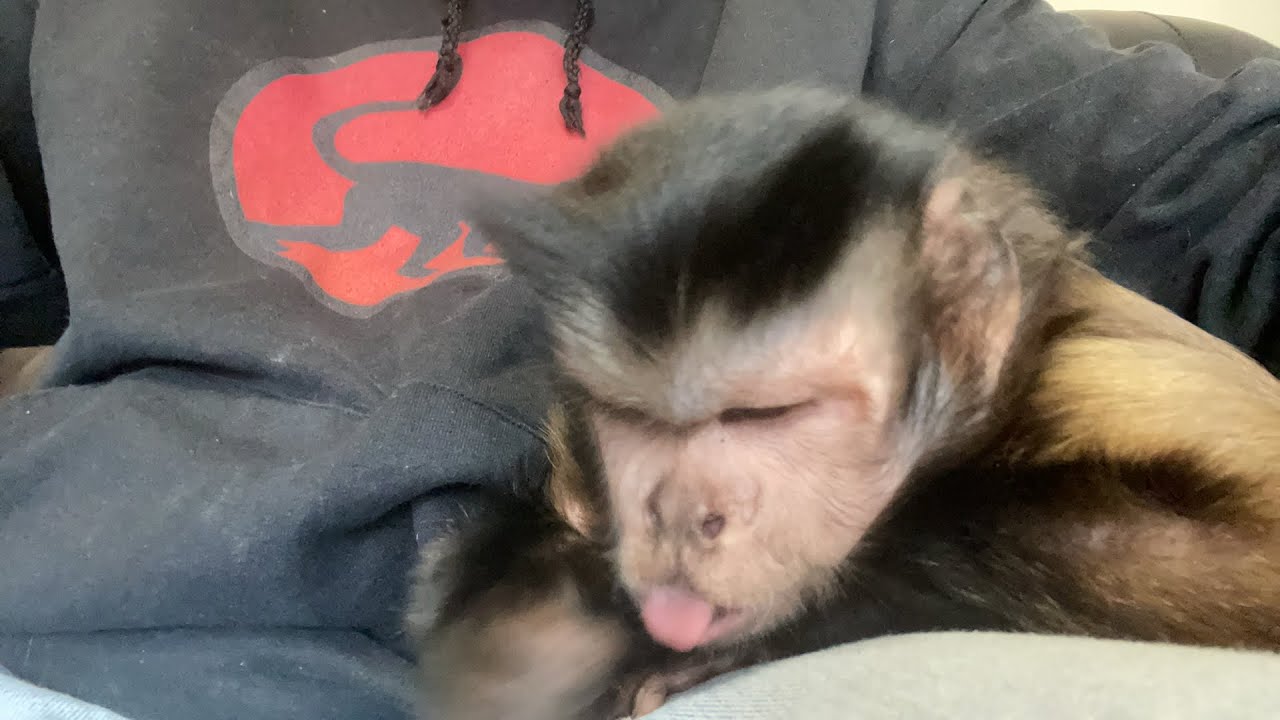 Monkey Princess Sunday Funday! 🐵💗 - YouTube