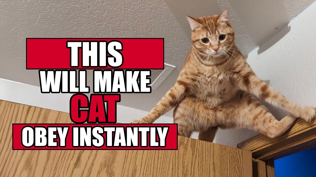 Make Your Cat OBEY INSTANTLY With Just One Simple Trick! - YouTube
