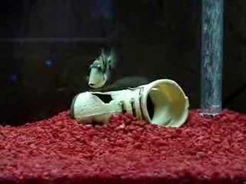 Picasso Triggerfish - YouTube