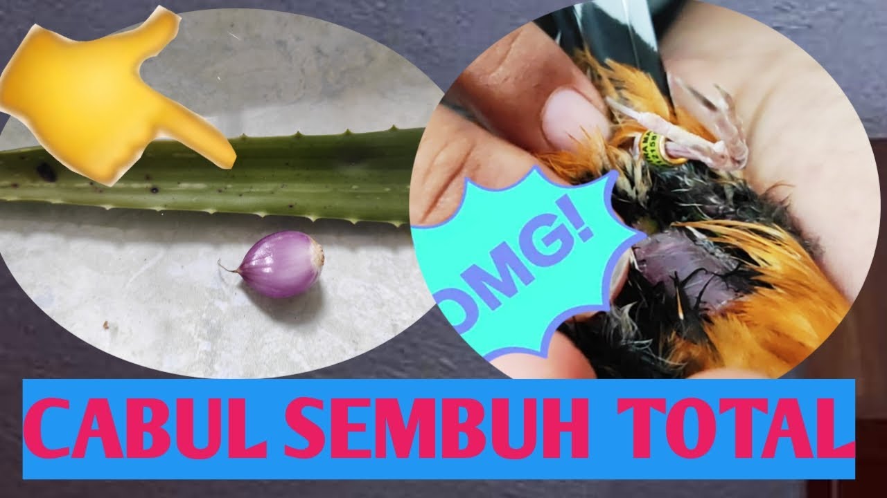 CABUT BULU SEMBUH TOTAL DENGAN RAMUAN INI - YouTube