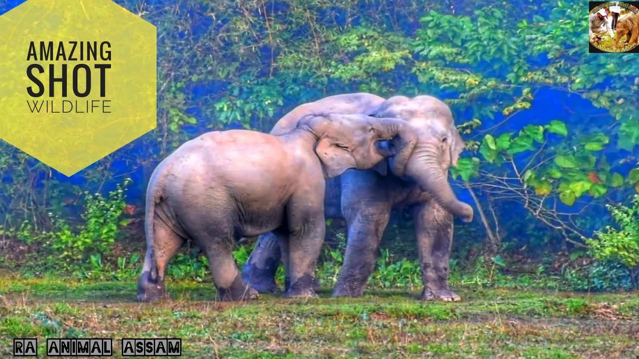 AMAZING SHOT WILDLIFE - YouTube