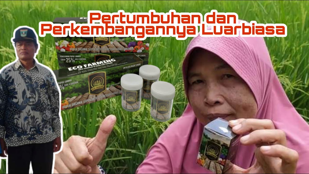 HASIL TESTIMONI PEMAKAIAN PUPUK ORGANIK ECO FARMING PADA PADI IR 42 ...