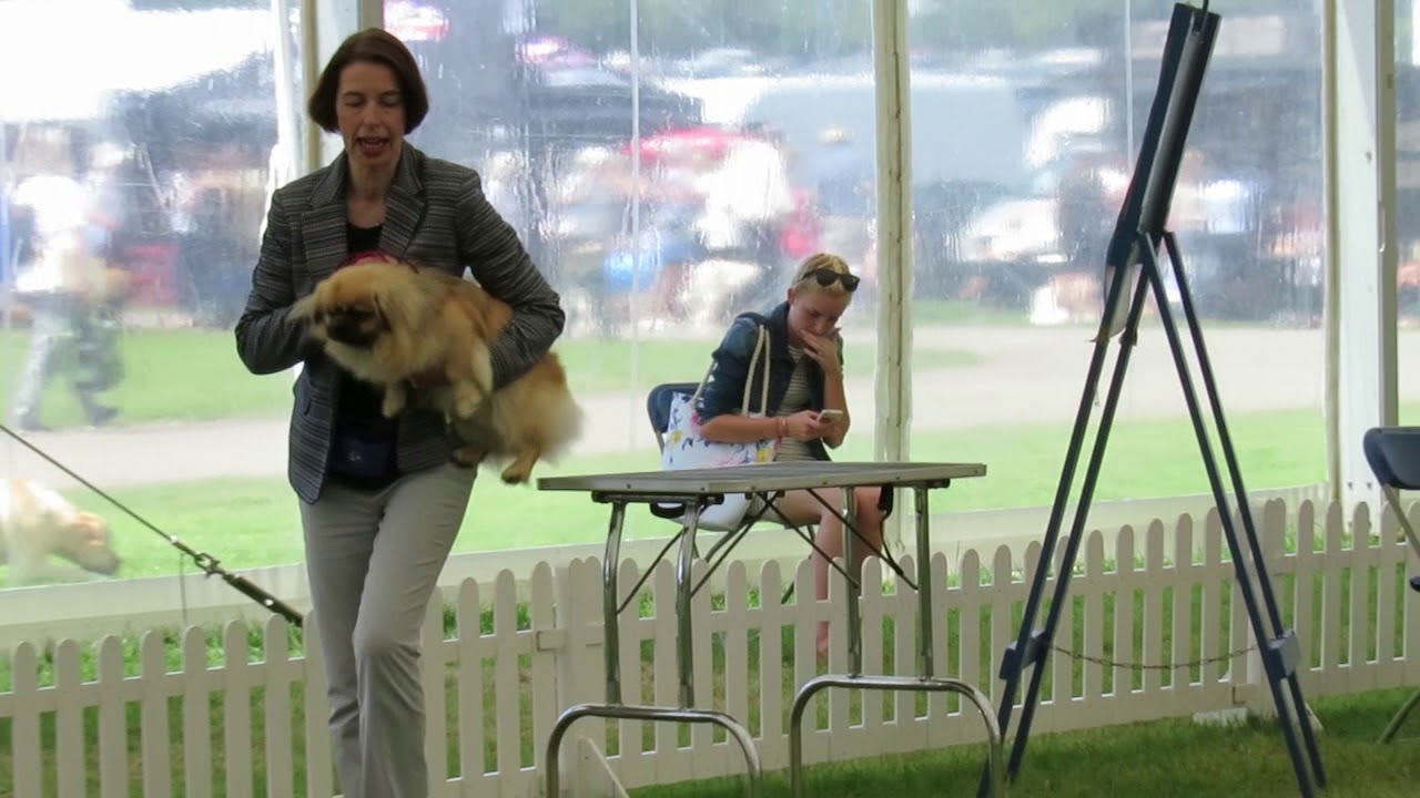 Finlay the Tibetan Spaniel at Southern Counties - YouTube