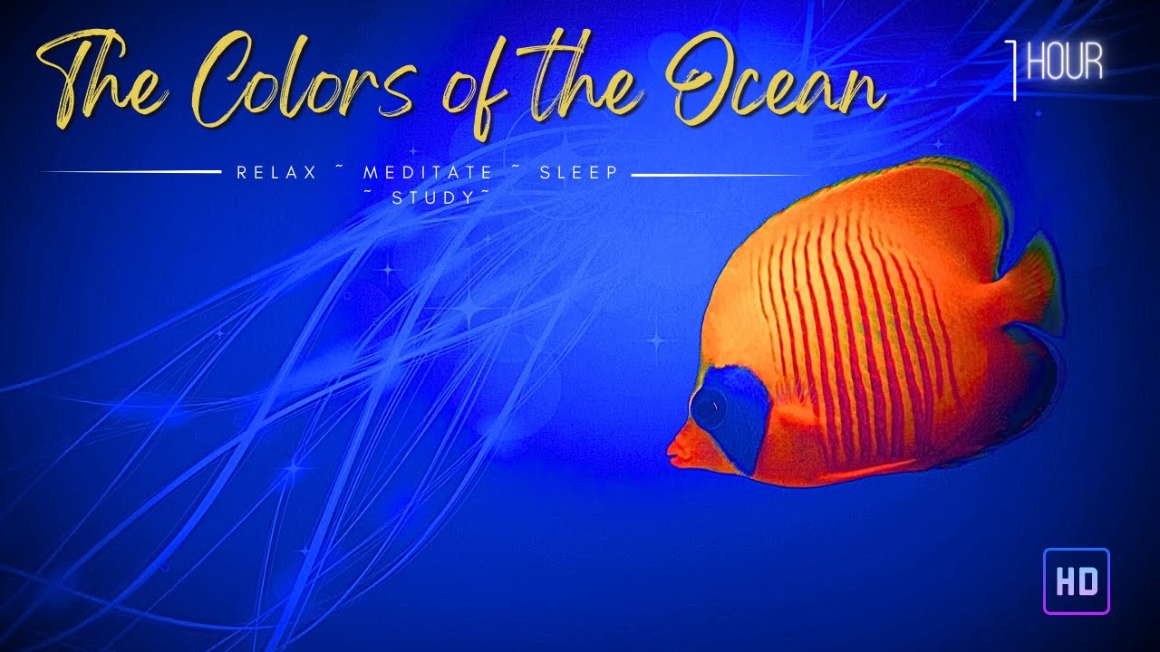 The Colors of the Ocean - Sea Animals for Relax & Calm Music - YouTube