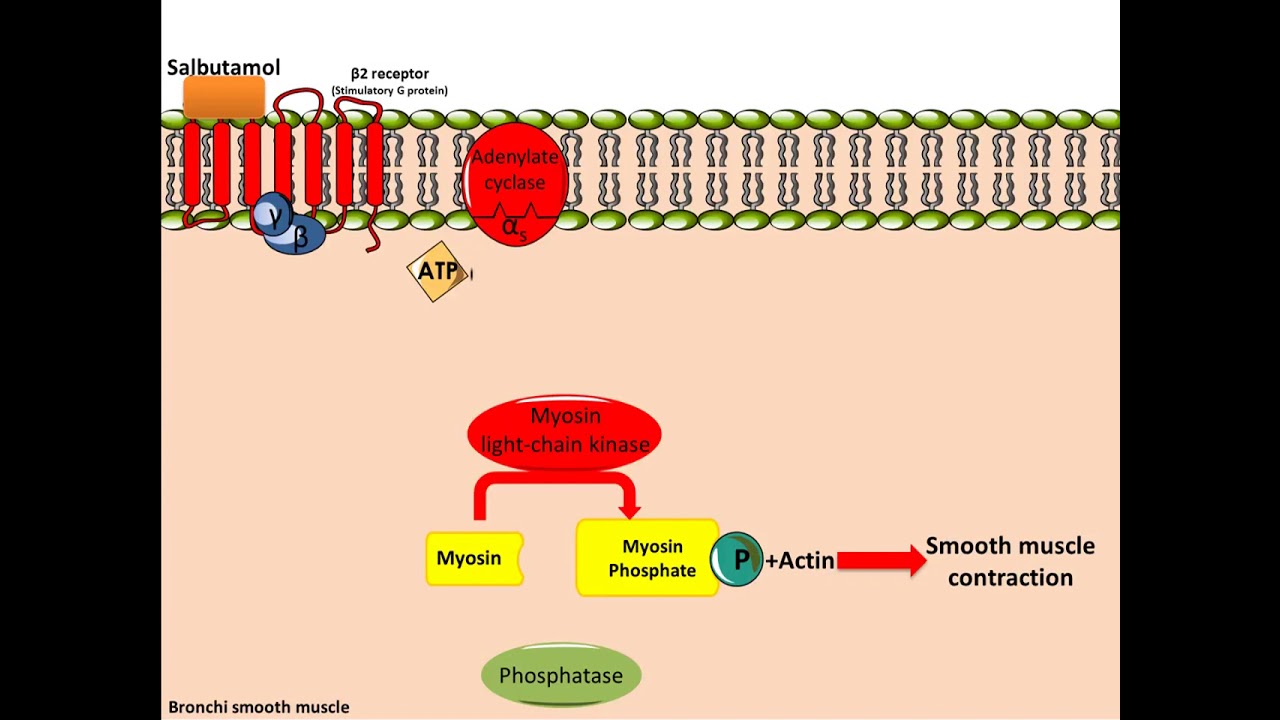 4 2 Salbutamol Ventolin Mechanism of Action 1 2 (vietsub) - YouTube