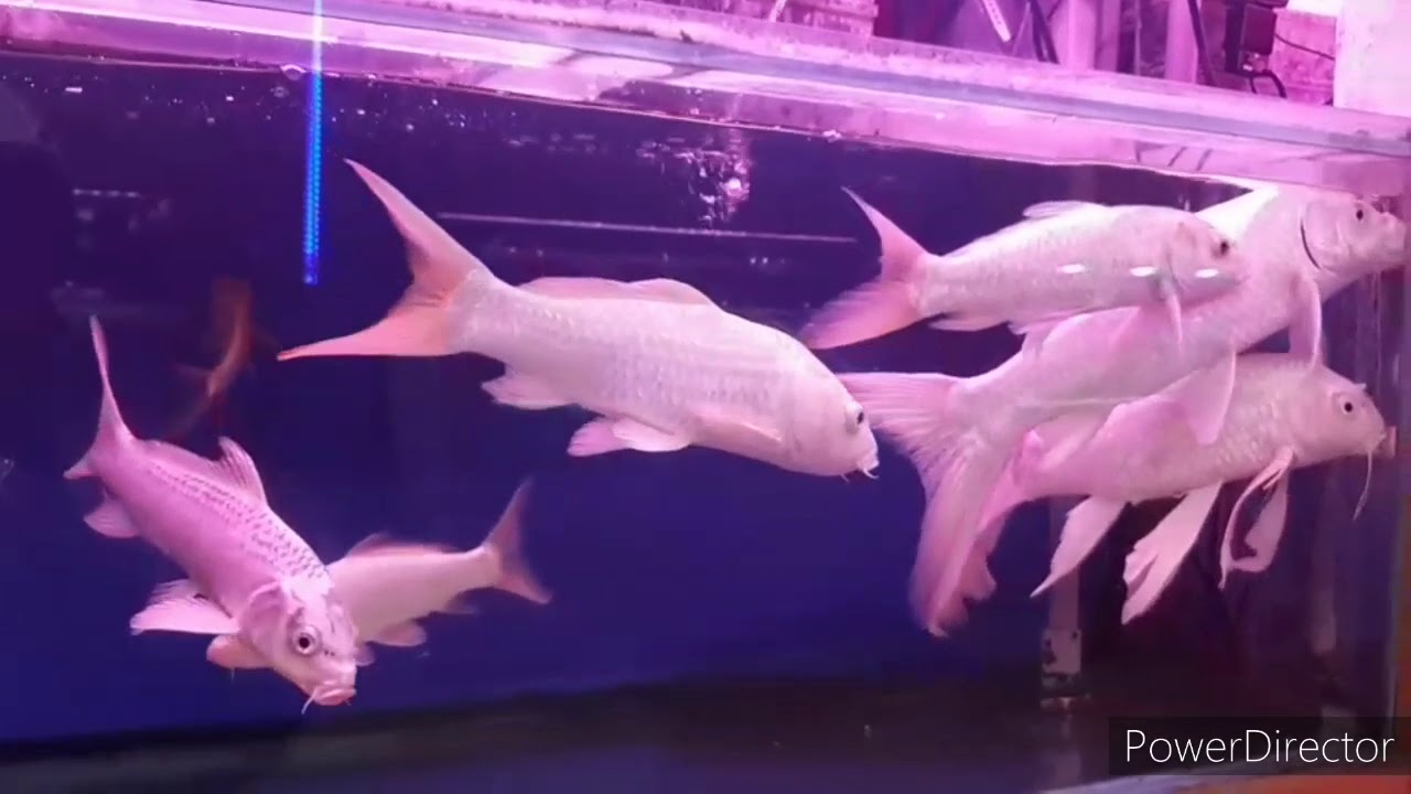 Jalan2 melihat koleksi ikan - YouTube