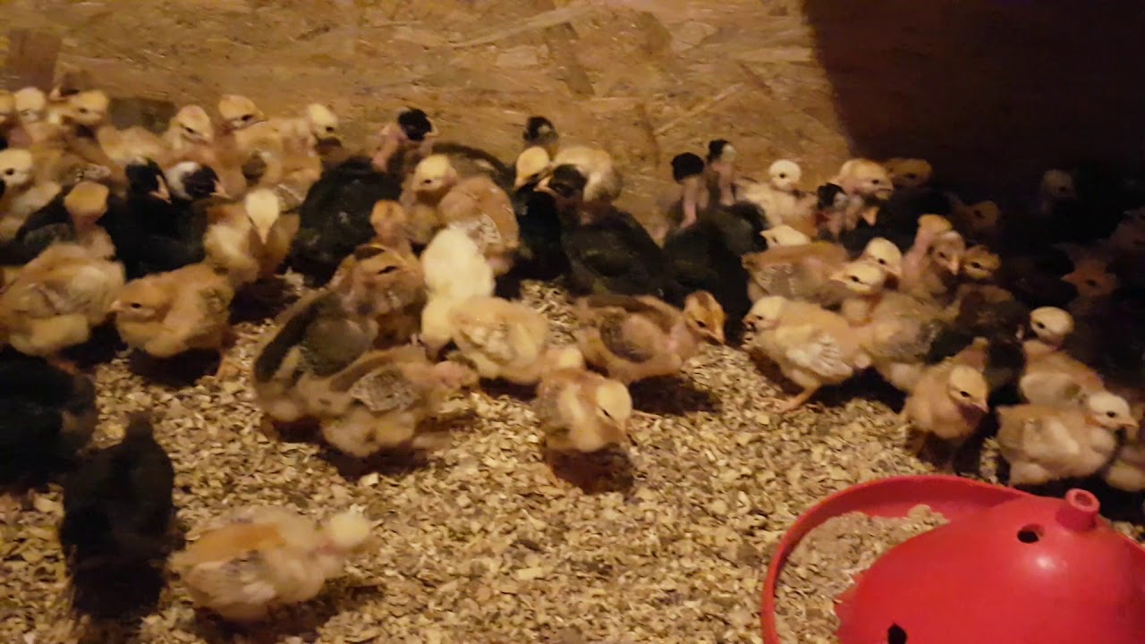 Pui rasa mixta Gat Golas de Transivania super greu ( Pui carne Baia ...