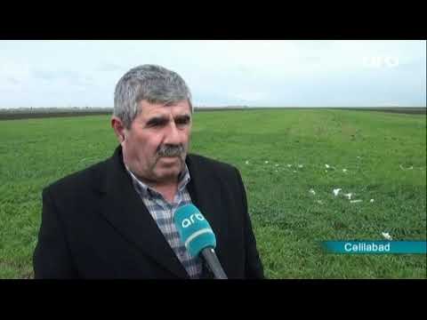 Qarın yağması kənd təsərrüfatına müsbət təsir göstərir