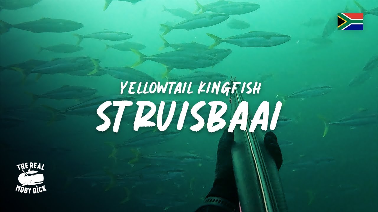 Spearfishing Massive School of Yellowtail Kingfish | Struisbaai ...