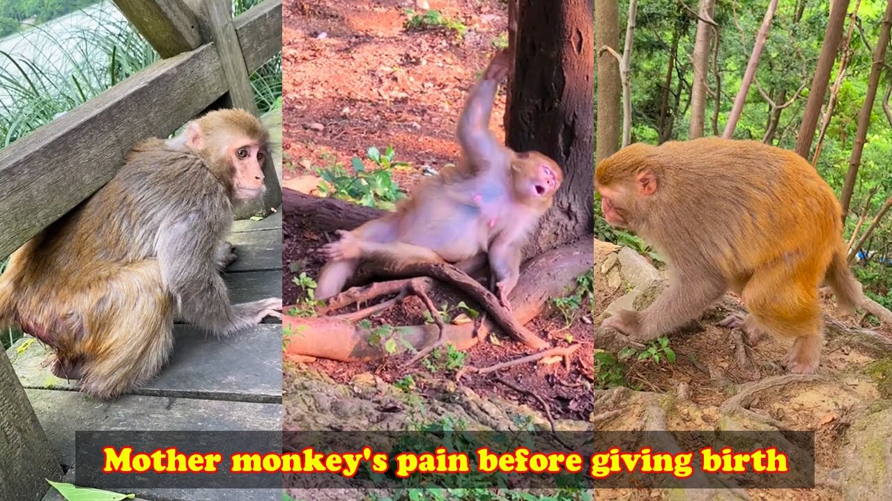 That's hurt! Mother monkey writhing on the ground preparing to give ...
