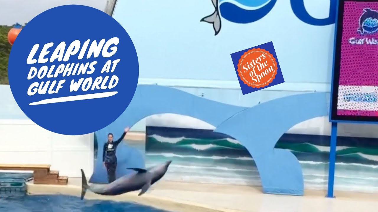 Gulf World Dolphin Show PCB Florida - YouTube