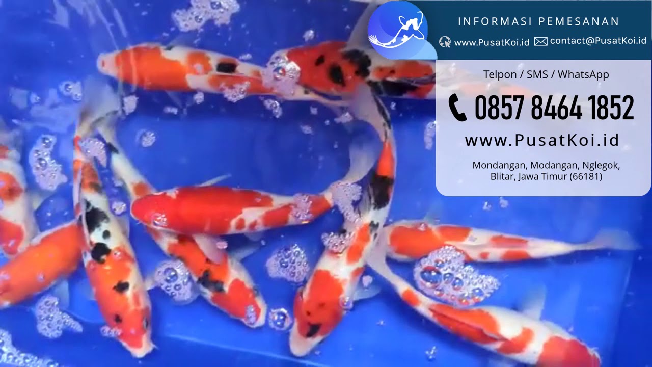Budidaya Ikan Koi Blitar Kualitas Unggul - YouTube