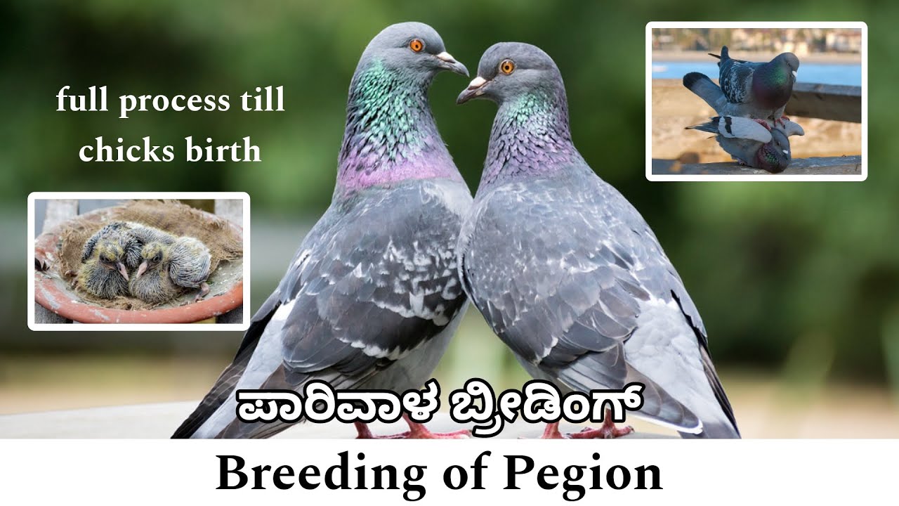 Breeding of Pegion | pegion chicks | FINS & WINGS | ಕನ್ನಡ - YouTube