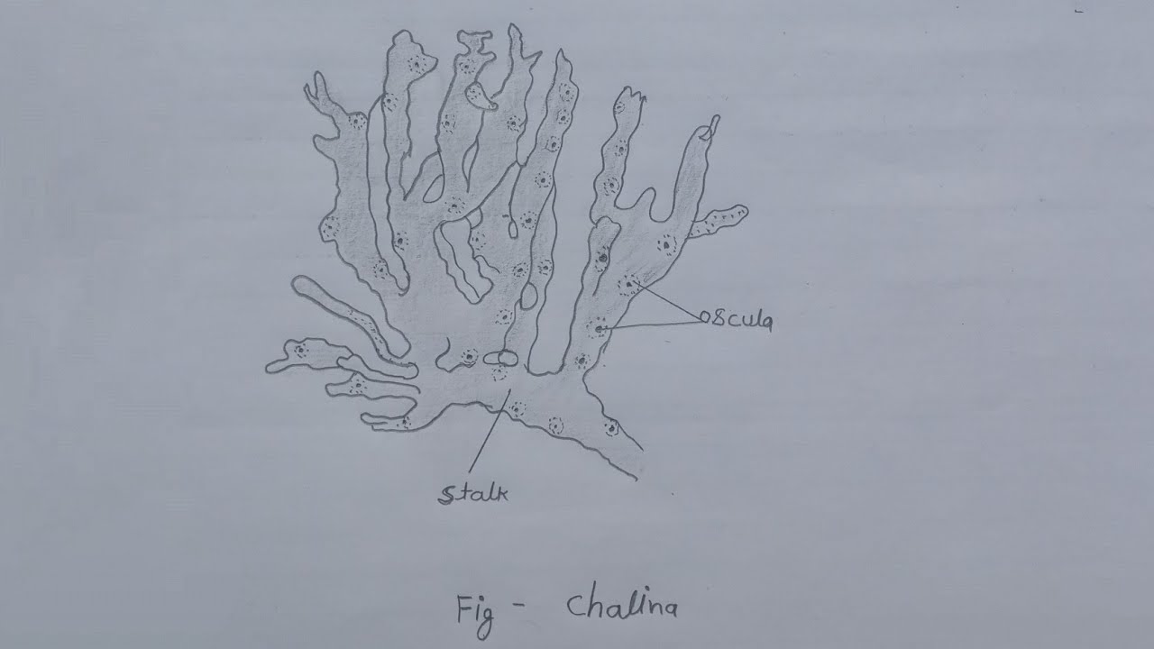 #chalina : diagram of chalina | classification of chalina | comment of ...