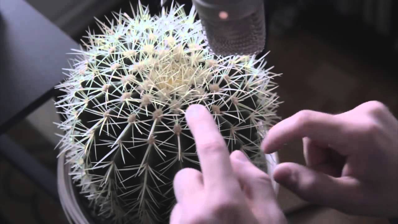 Cactus Trap. Кактусовый трэп - YouTube