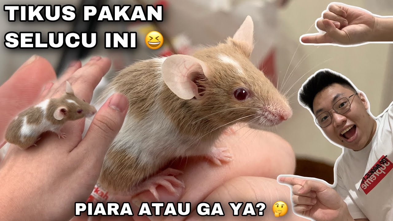 BELI TIKUS BUAT PAKAN REPTIL PREDATOR MALAH DIPELIHARA?! LUCU BANGET ...