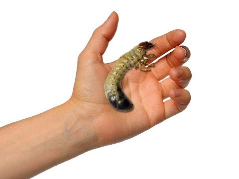 Will It Bite? Grub,Meikever larvae, must watch;The Insect Ur - YouTube