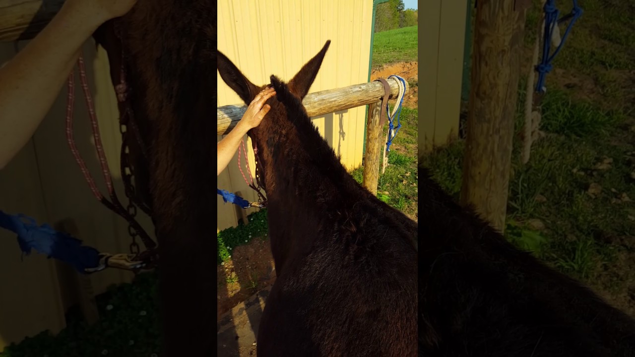 Trimming a mules mane. - YouTube