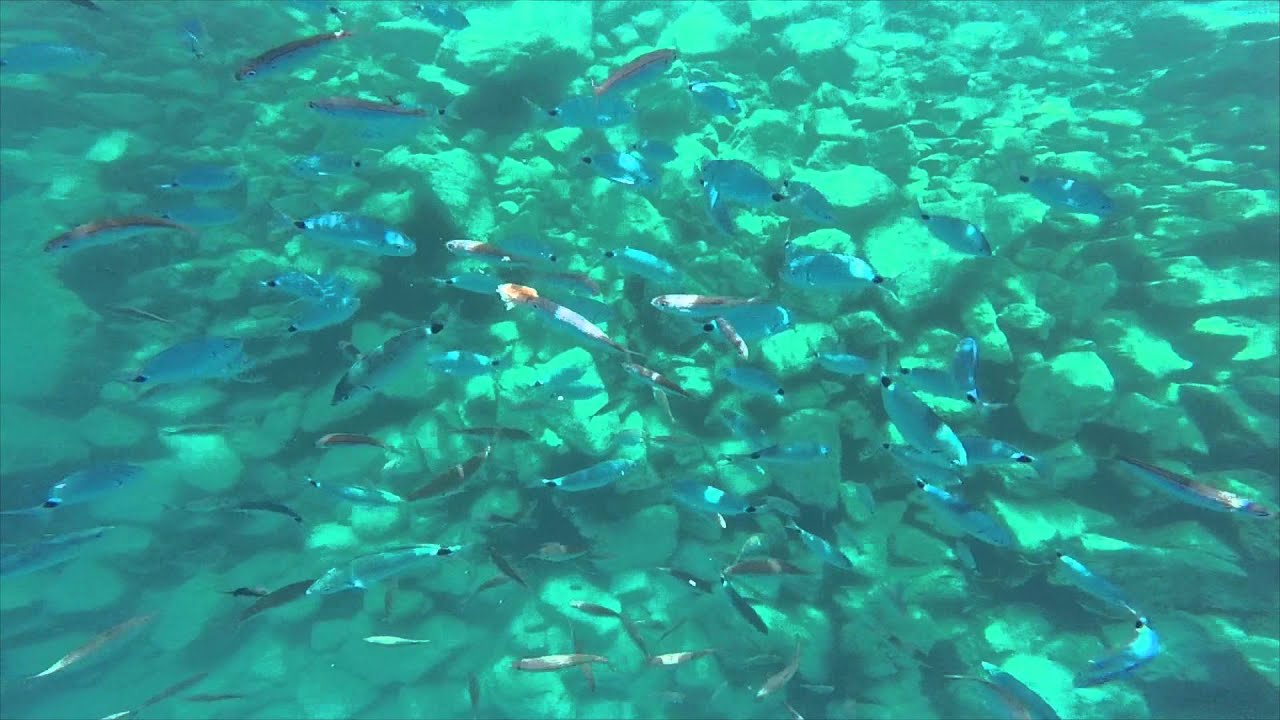 Agios Nikolaos Crete Snorkeling GoPro - Fish Feeding - YouTube