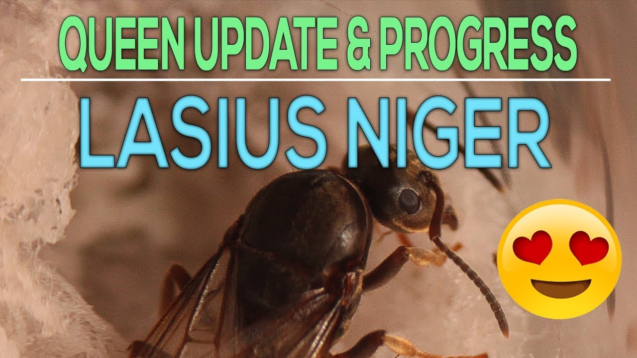 Lasius Niger Queen Ants Update and Progress - YouTube