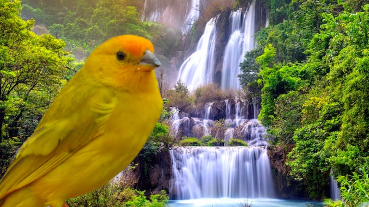 CANARINHO DA TERRA ♫ CANTOS DE CANÁRIOS - YouTube