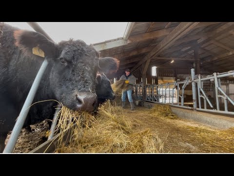 Cow breakfast time!! - YouTube