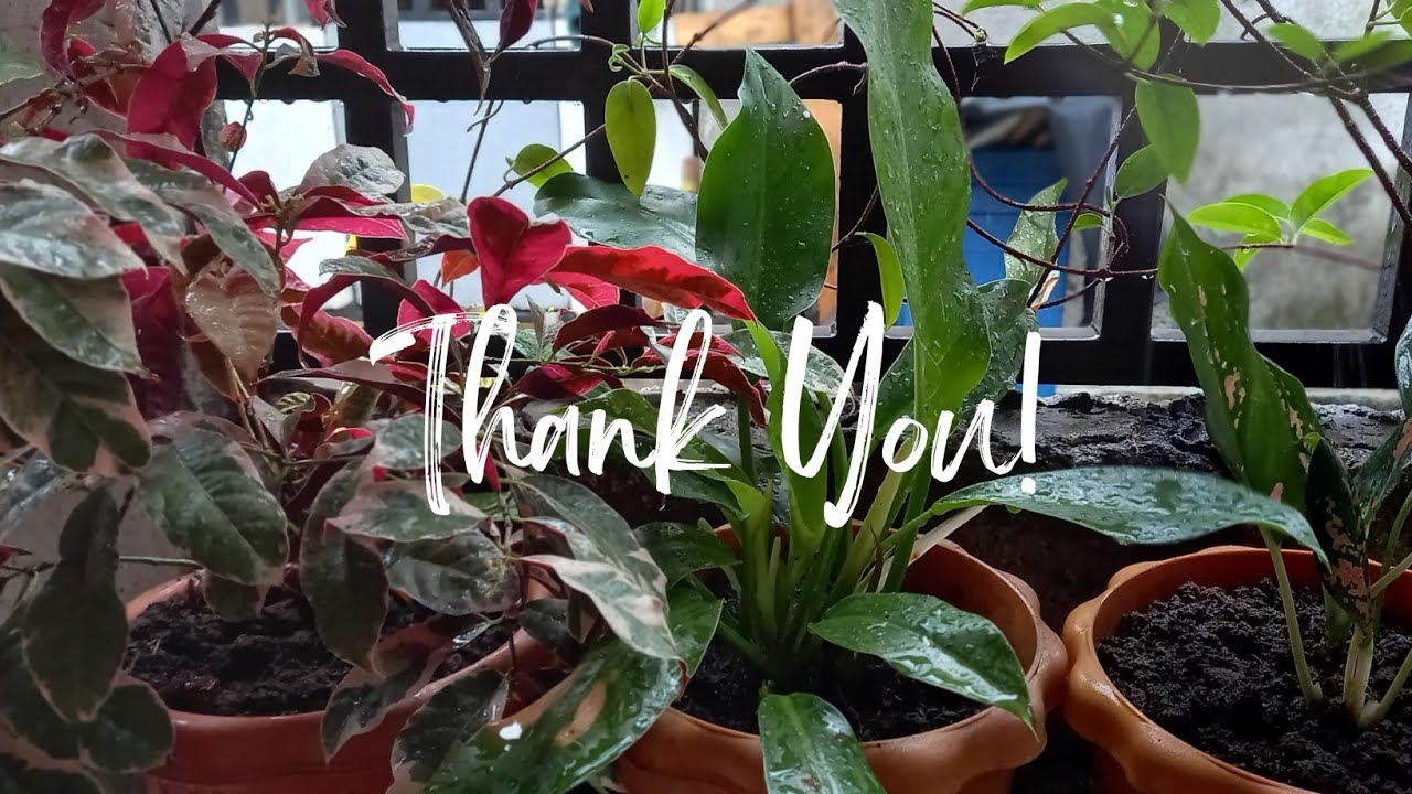 Thank You Papa G It's Raining Today! | Zenaida Duce Channel - YouTube