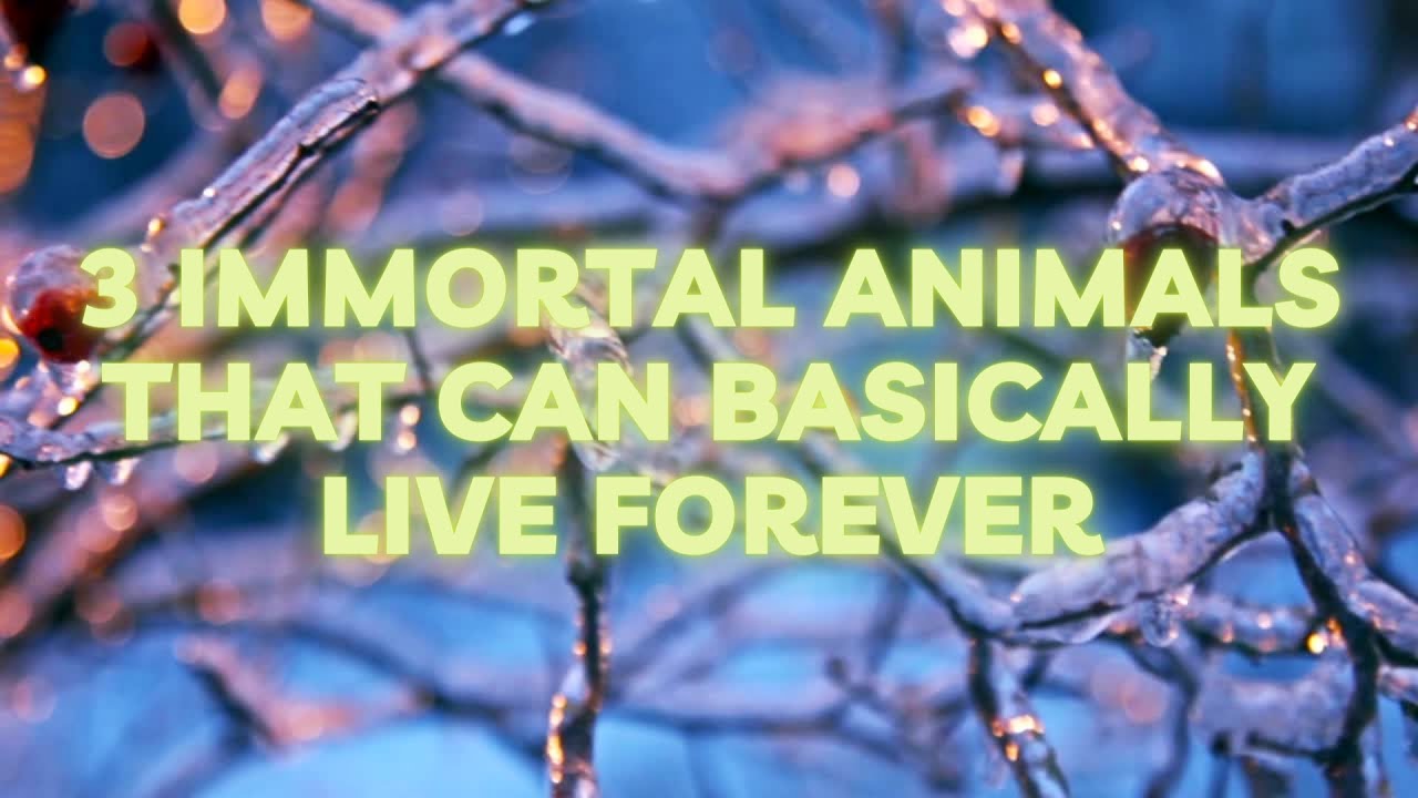 3 Immortal Animals That Can Basically Live Forever - YouTube