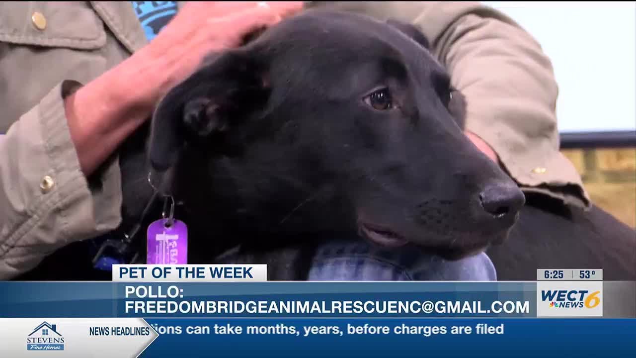Freedom Bridge Animal Rescue
