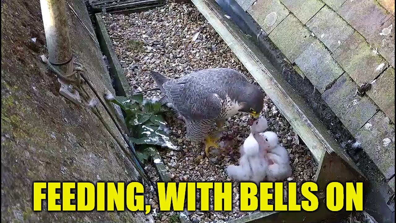 Feeding, With Bells On - The St Albans Peregrine Falcons 2025 - YouTube