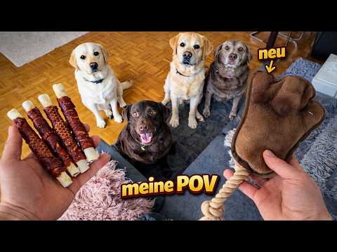 POV: Du lebst mit 4 Hunden und 13 Katzen (Philipp macht neues Spielzeug kaputt 😭)