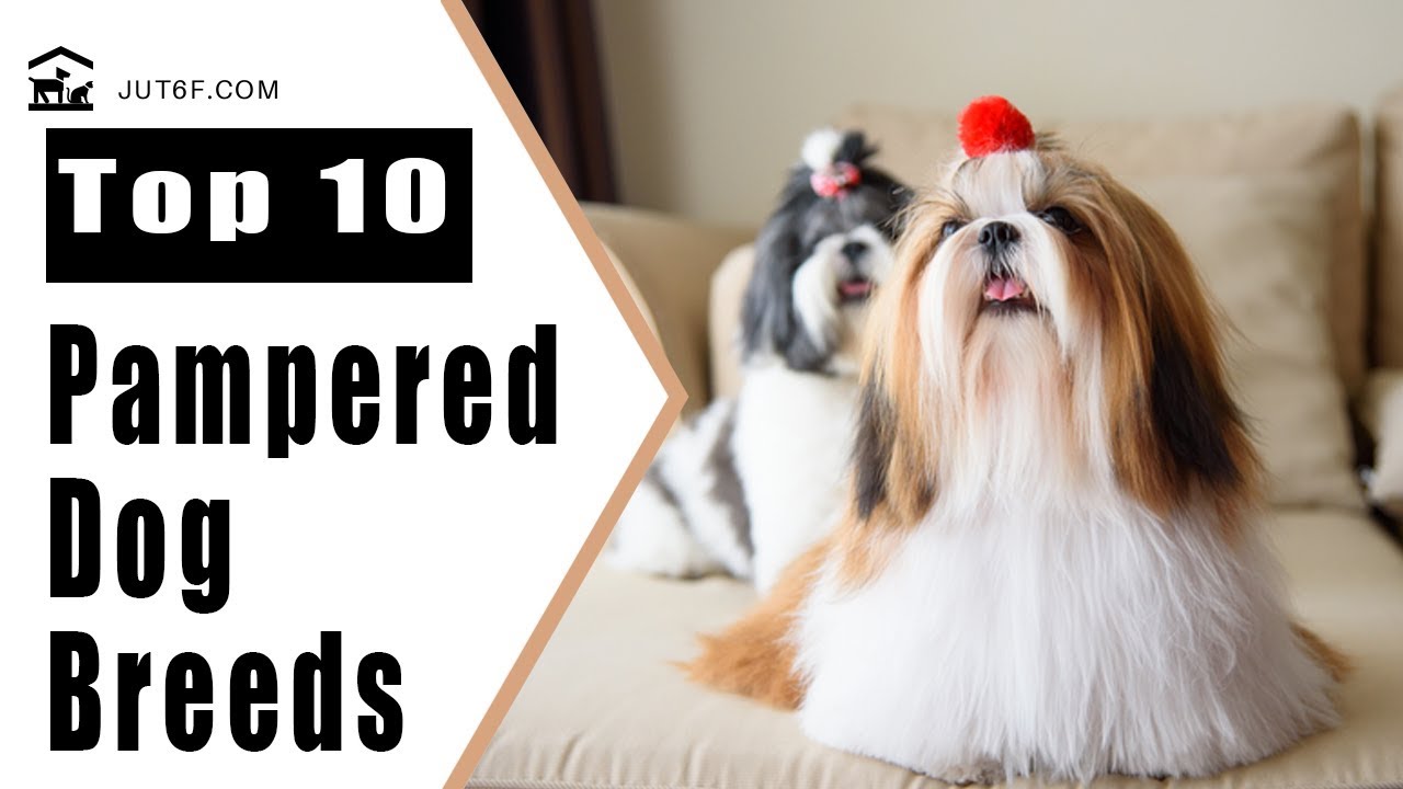 Top 10 Pampered Dog Breeds - YouTube