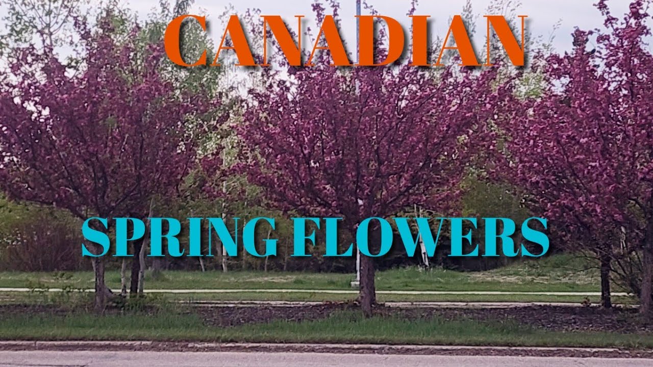 Spring Pink Flowers that blooms only during Spring Time in Canada/ Vien ...