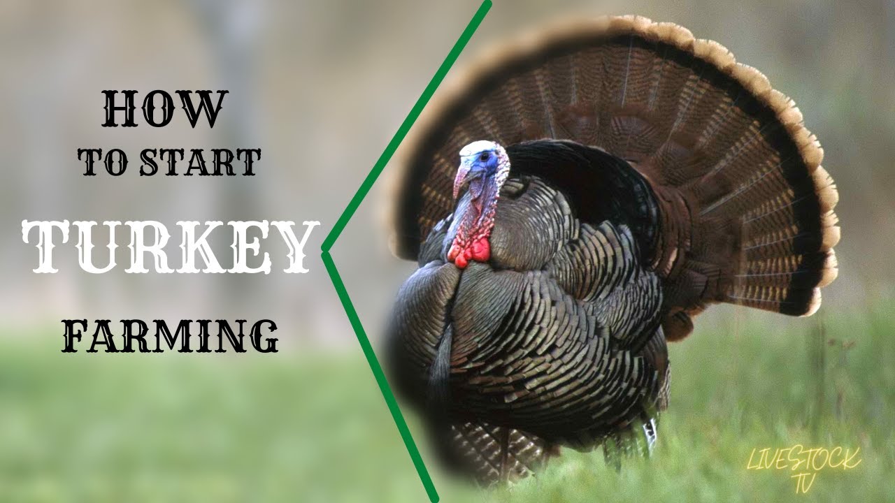 HOW TO START TURKEY FARM // beginner's guide episode #1 - YouTube