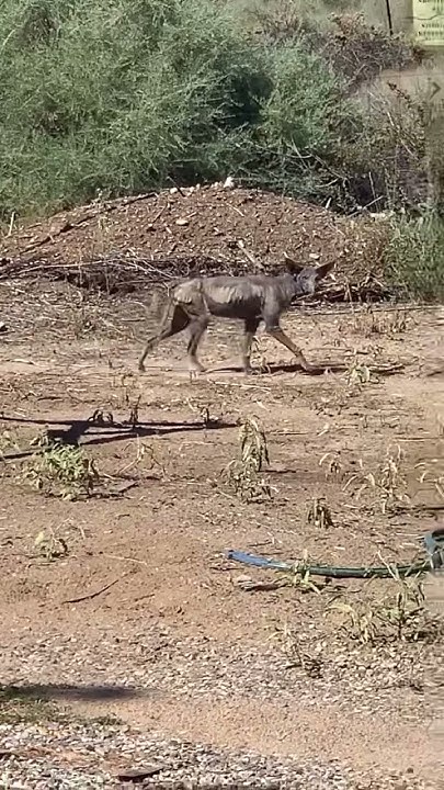 Crazy demon dog caught on camera - YouTube