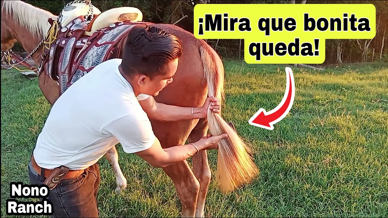 COMO cepillar LA COLA de un CABALLO - YouTube