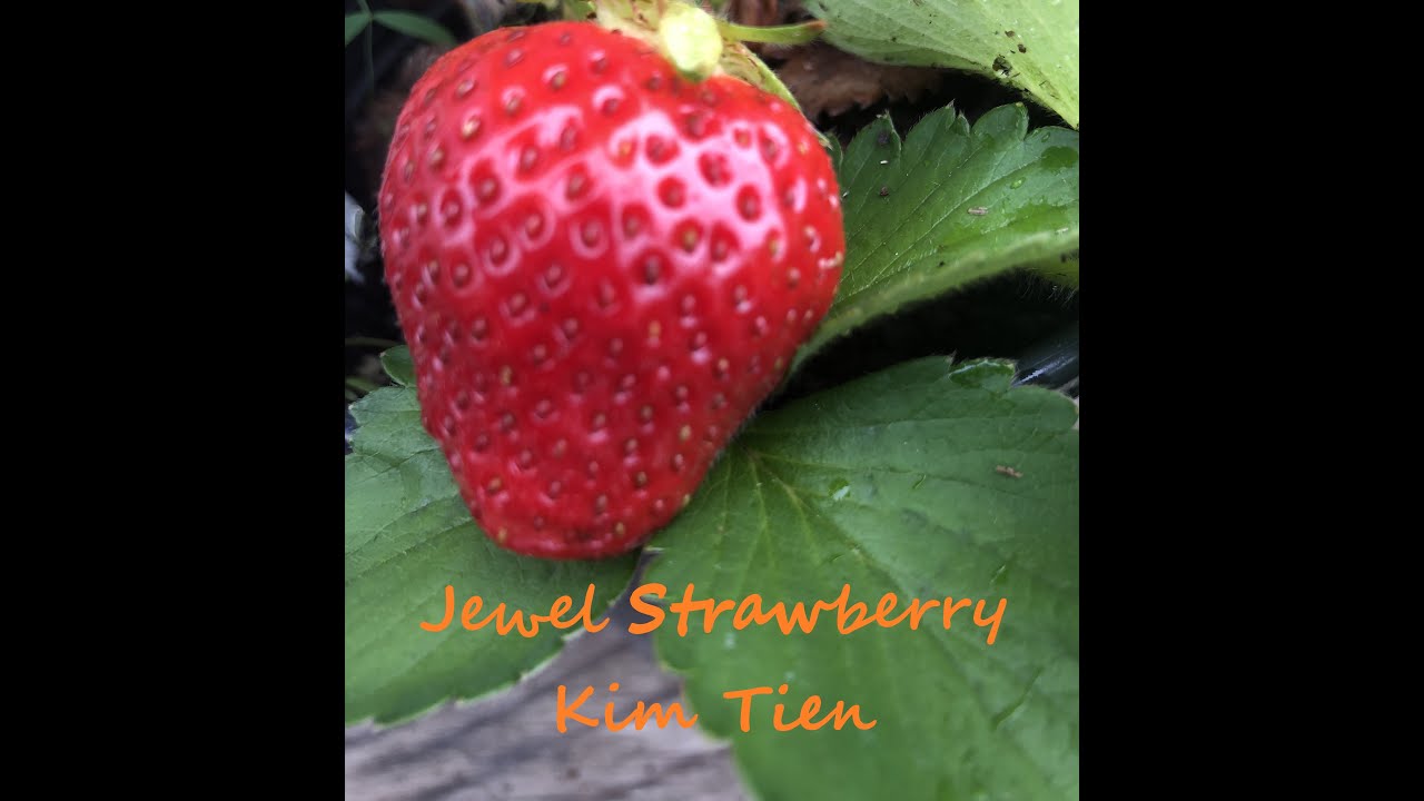 Jewel Strawberries 2021 Seattle - YouTube