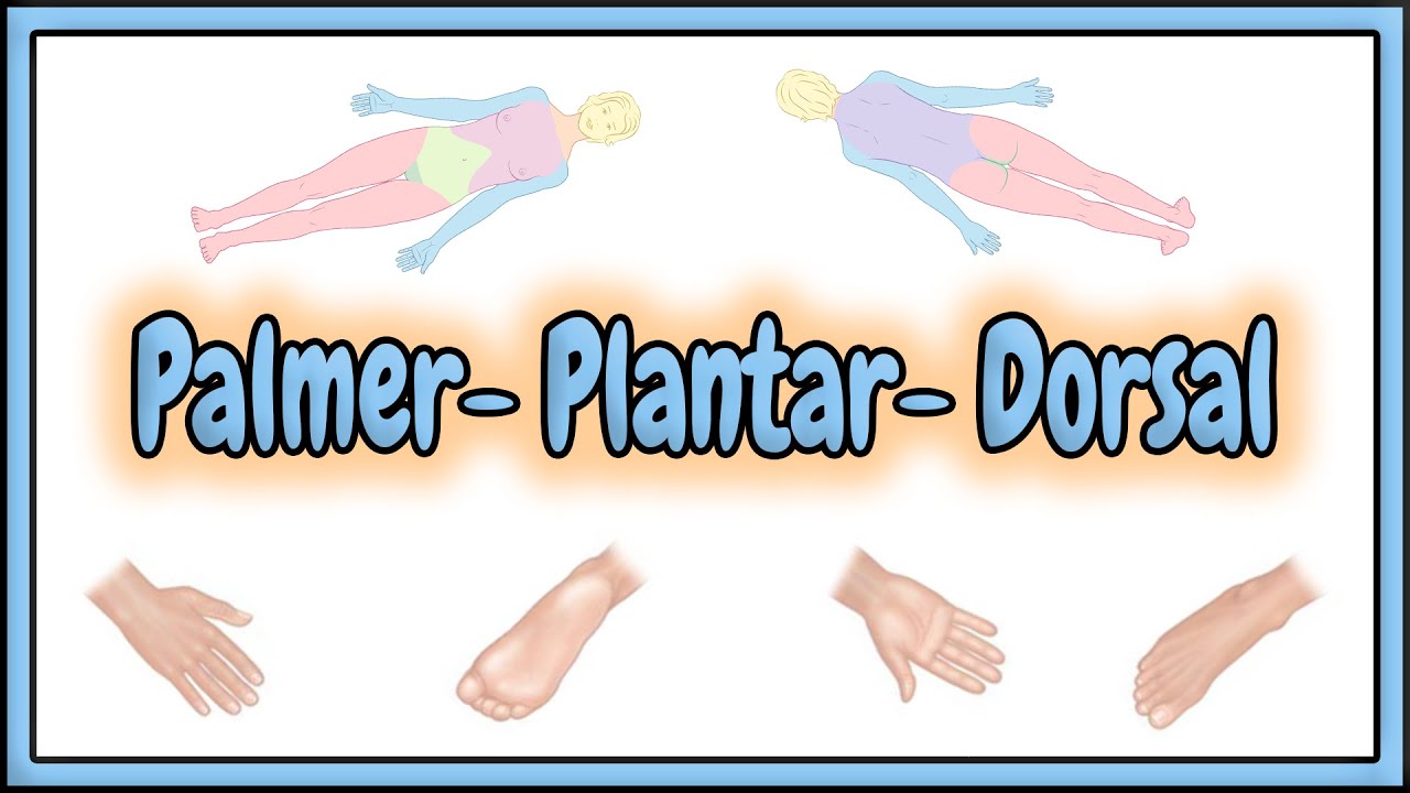 16. Palmer - Plantar - Dorsal Terms || 2D Animation - YouTube