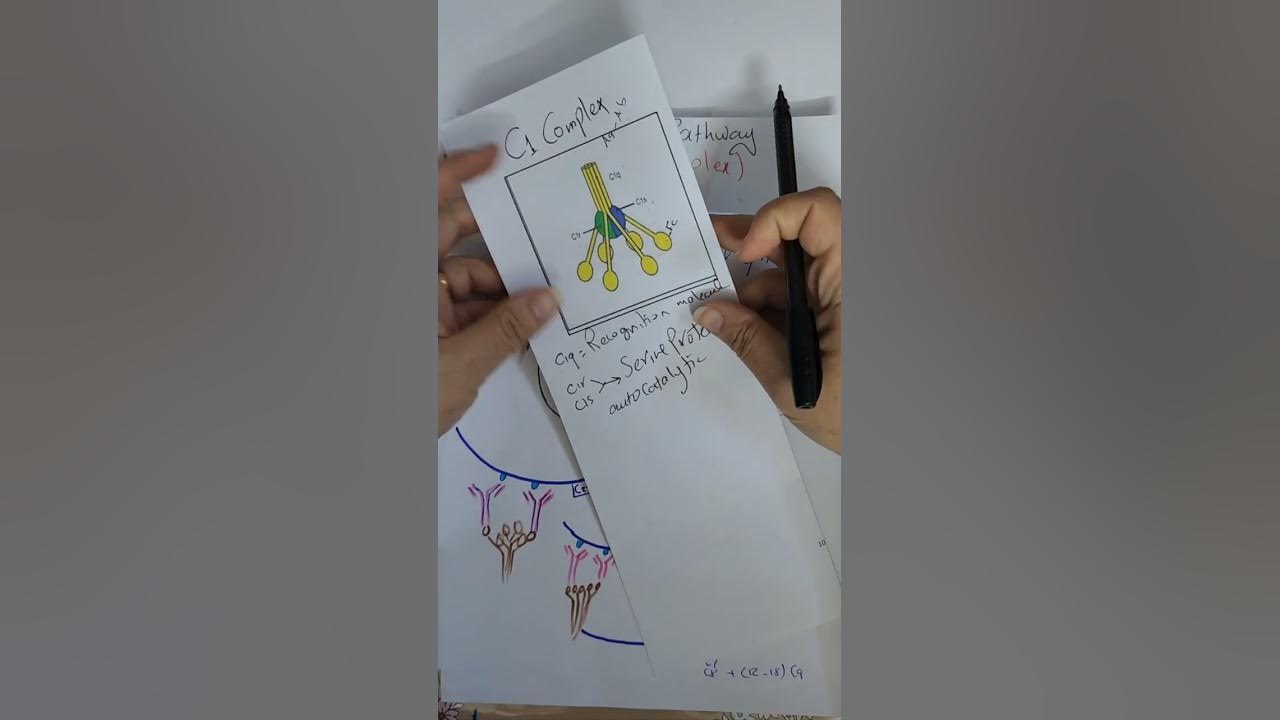 Complement System: Part 2 Classical and lectin pathways - YouTube