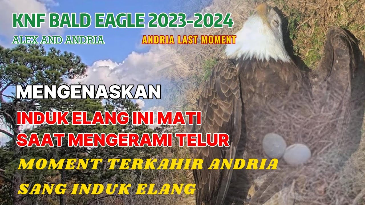 INDUK ELANG INI MATI SAAT MENGERAMI TELUR 😭 - YouTube