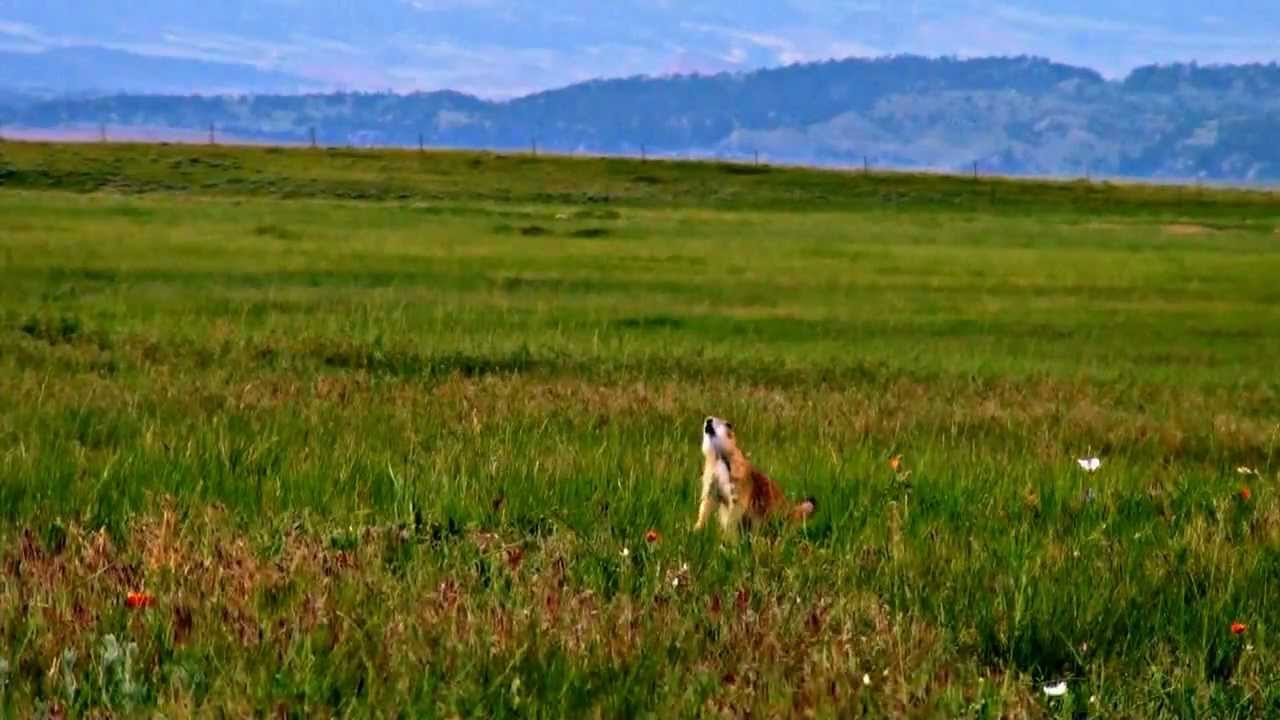 Exploding Pill Taxidermy: Prairie Dog Shoot - YouTube