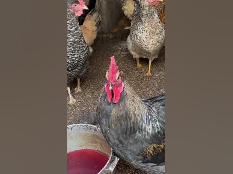 Крутой петух 🐔.Сигма - YouTube