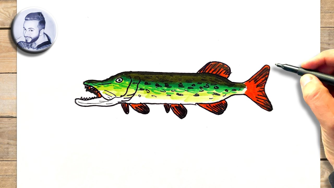 Comment dessiner un brochet facile - YouTube