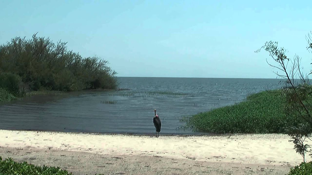 Marabu Stork - Marabu stork at Lake Victoria in Tanzania - YouTube