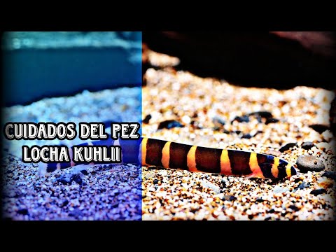 características y cuidados de la locha khuli - YouTube